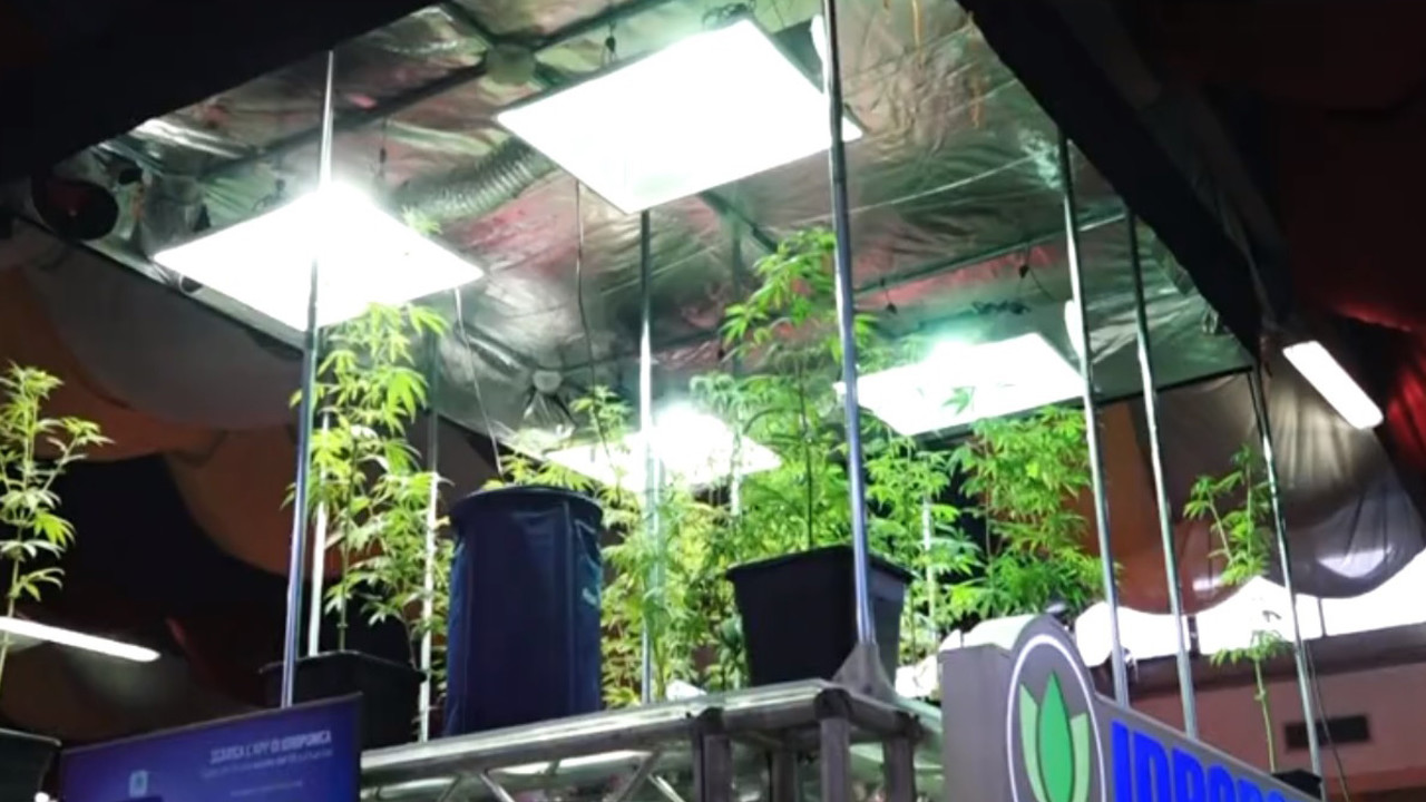 Cannabis light, in arrivo nuovo emendamento per la legalizzazione ...