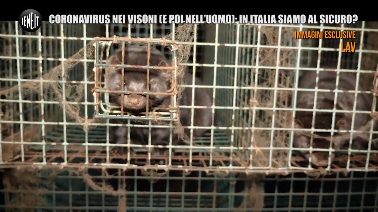 Coronavirus nei visoni, l'Italia sta facendo il possibile per ...