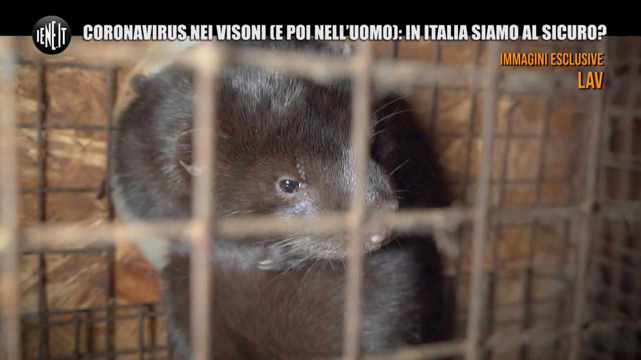 Visoni e coronavirus, gli altri paesi corrono ai ripari. E l'Italia ...